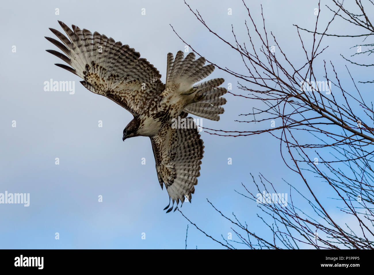 Hawk wing hi-res stock photography and images - Alamy