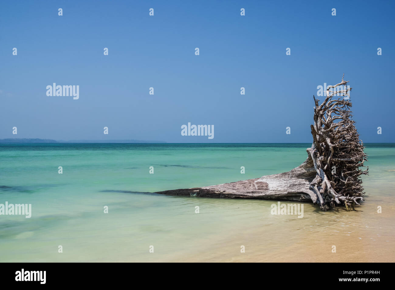 Dead tree with root stump on a tropical beach with blue sky and ...