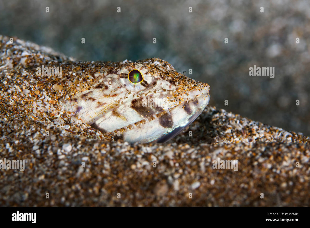 Synodontidae hi-res stock photography and images - Alamy