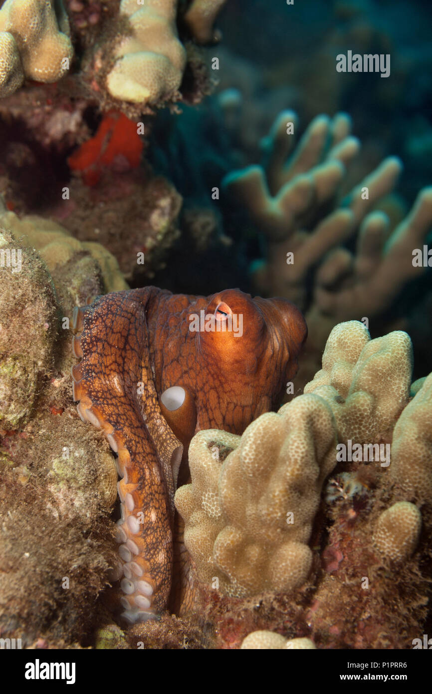 Hawaiian Day Octopus (Octopus cyanea) hiding in the reef; Maui, Hawaii ...