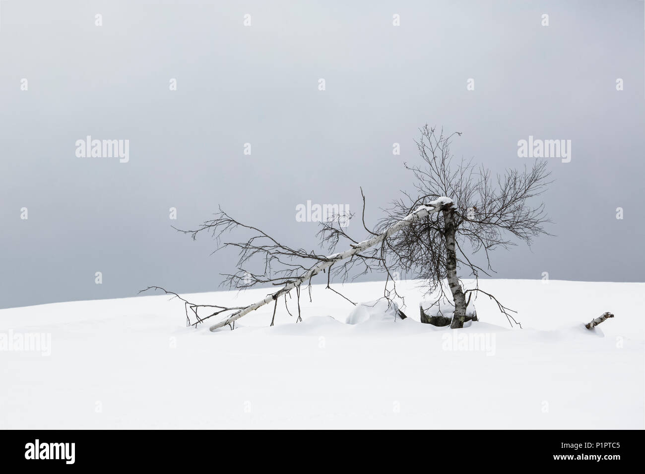 Dead tree in snow hi-res stock photography and images - Alamy