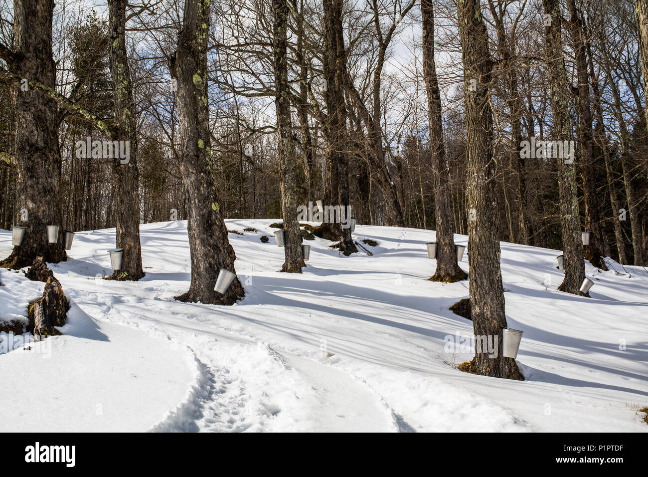 Pails on maple trees collecting sap in winter; Potton, Quebec, Canada ...