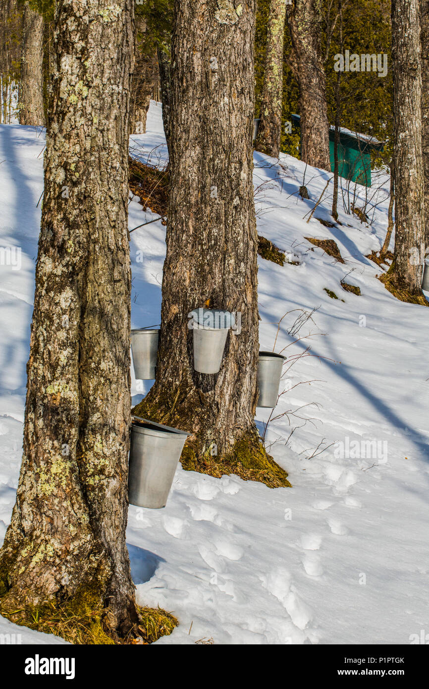 Maple sap collecting hi-res stock photography and images - Alamy