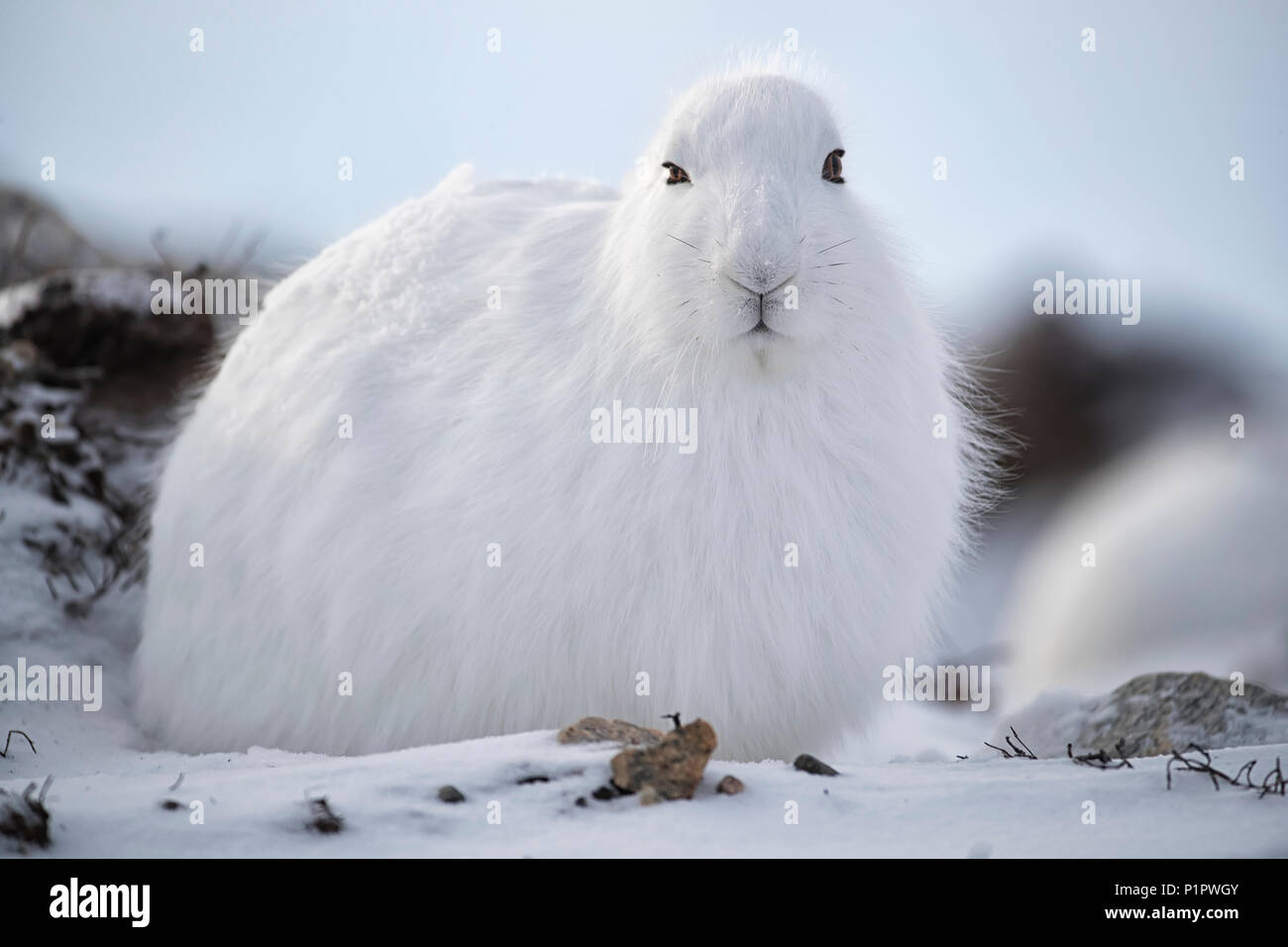 Polar rabbit hi-res stock photography and images - Alamy