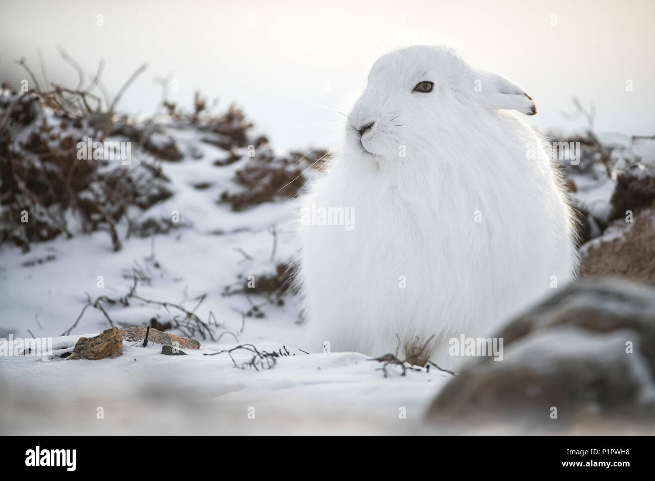 White Rabbit Snow High Resolution Stock Photography and Images - Alamy