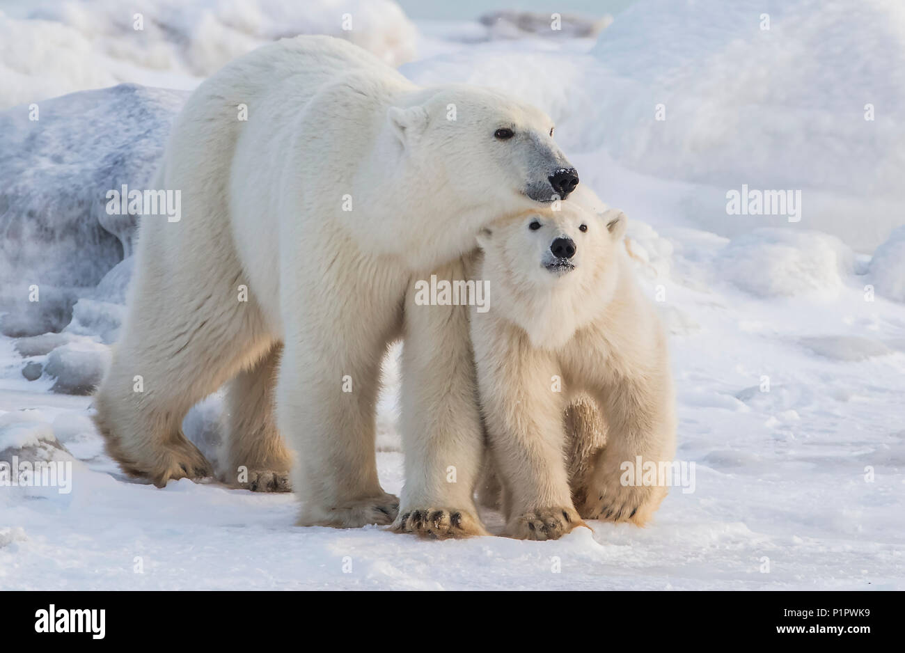 Mother and cub Polar bears (Ursus maritimus) walking in the snow; Churchill, Manitoba, Canada ...