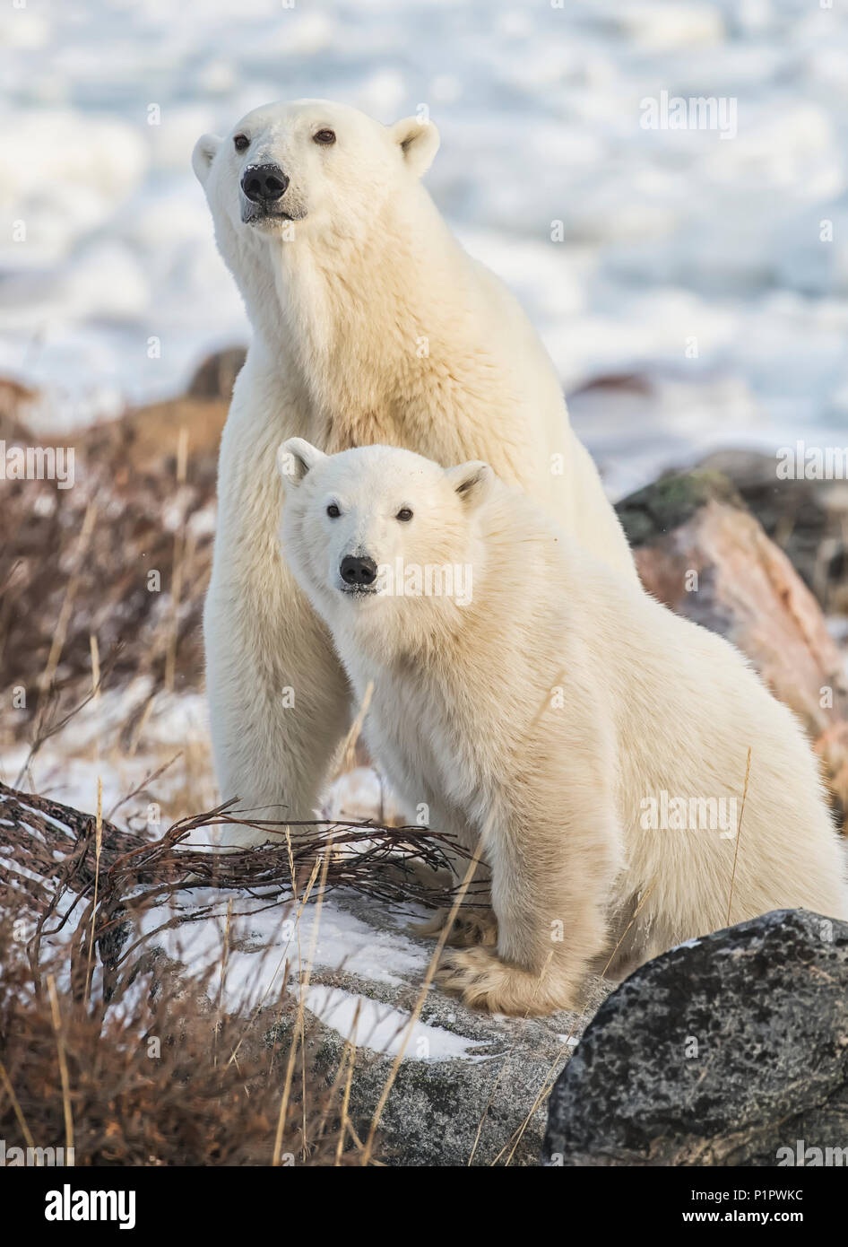 Mother and cub Polar bears (Ursus maritimus) sitting in the snow; Churchill, Manitoba, Canada ...
