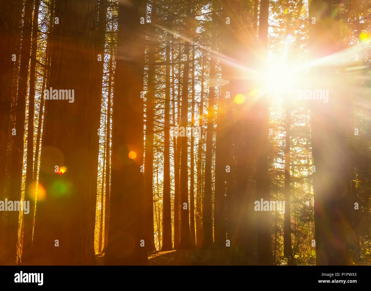 Sunlight shining brightly through the trees in a forest at Red Willow ...