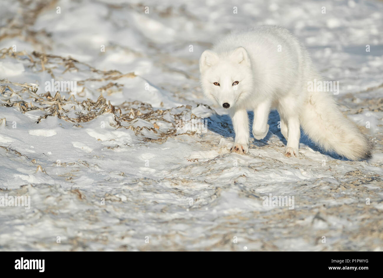 Arctic fox hi-res stock photography and images - Alamy