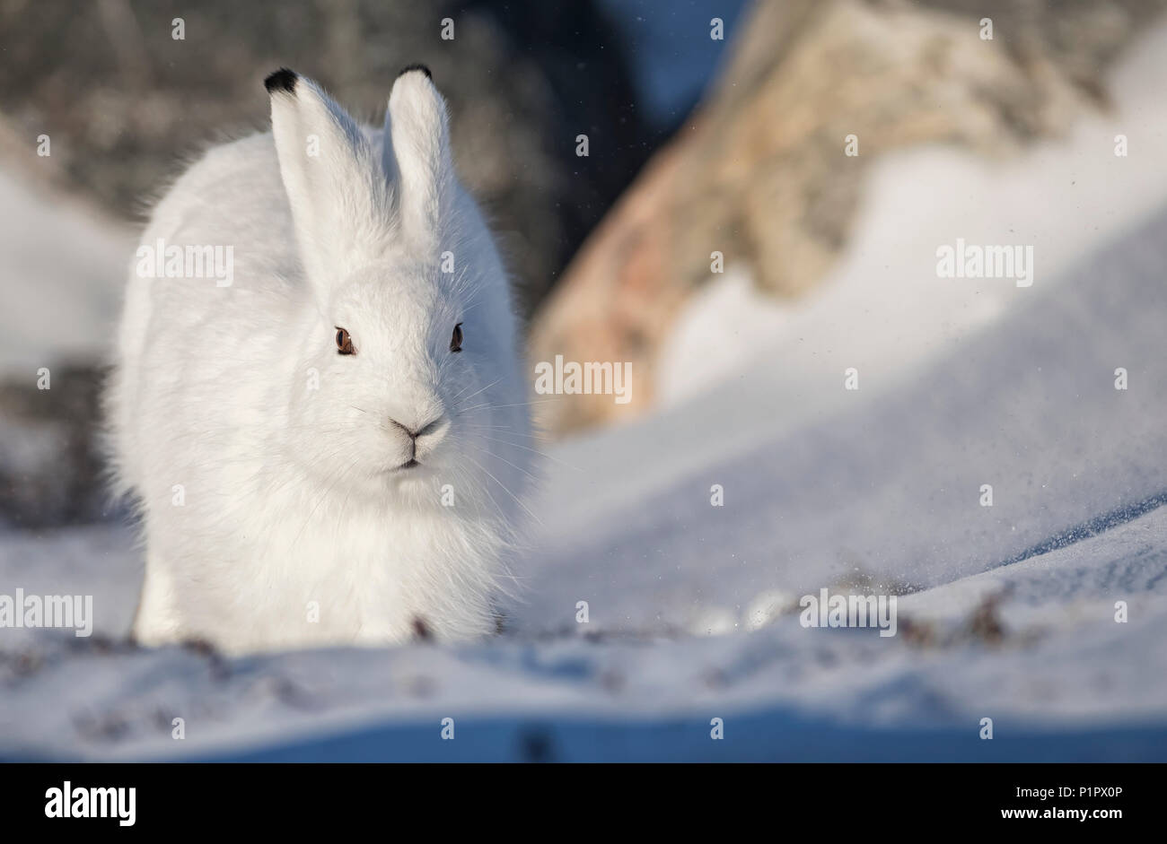 Arctic hare hi-res stock photography and images - Alamy