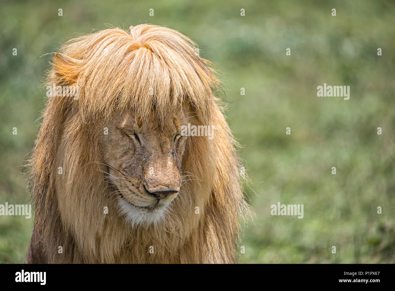 Male lion portrait no mane hi-res stock photography and images - Alamy