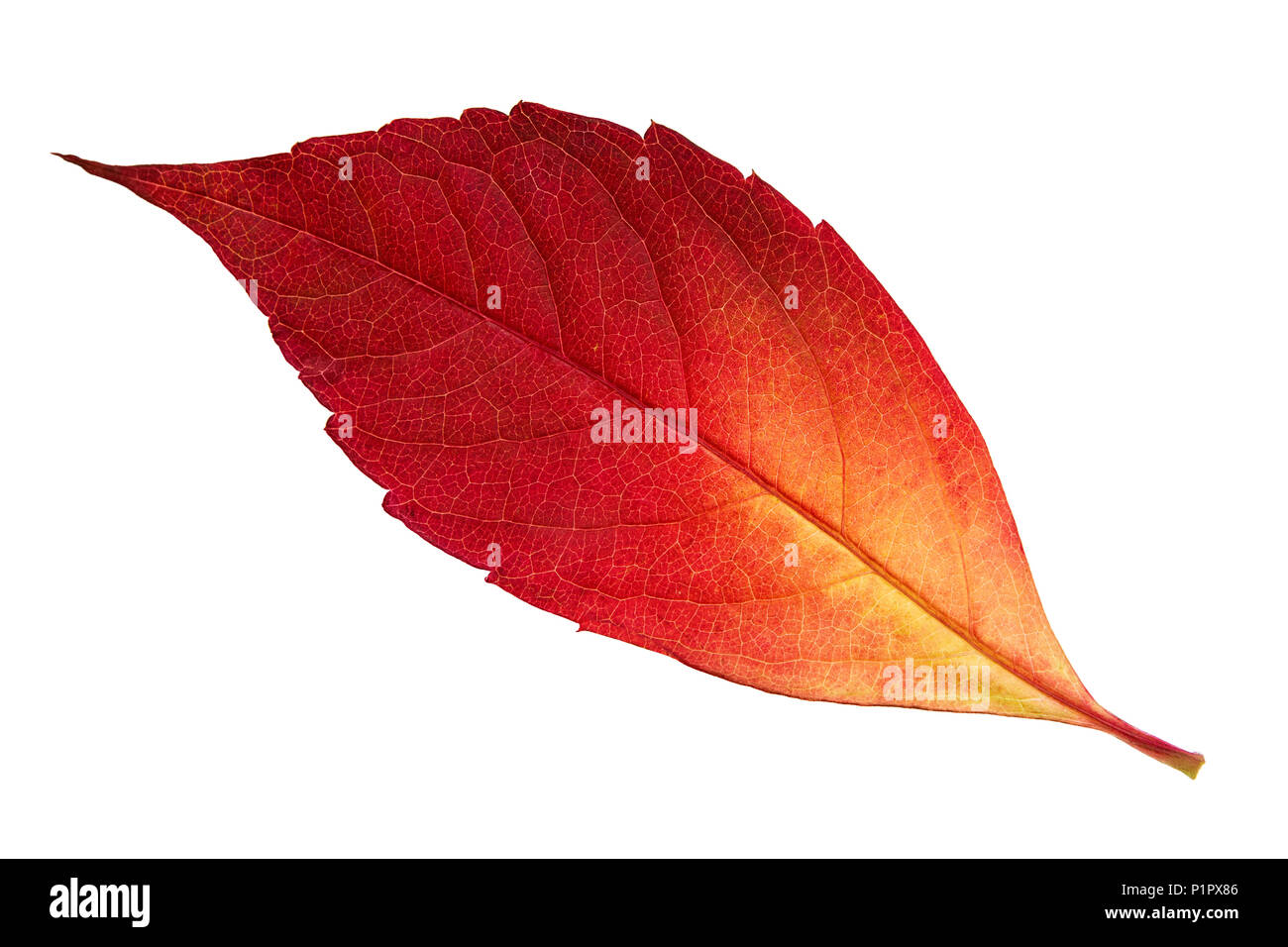 White oak leaf fall color Cut Out Stock Images & Pictures - Alamy