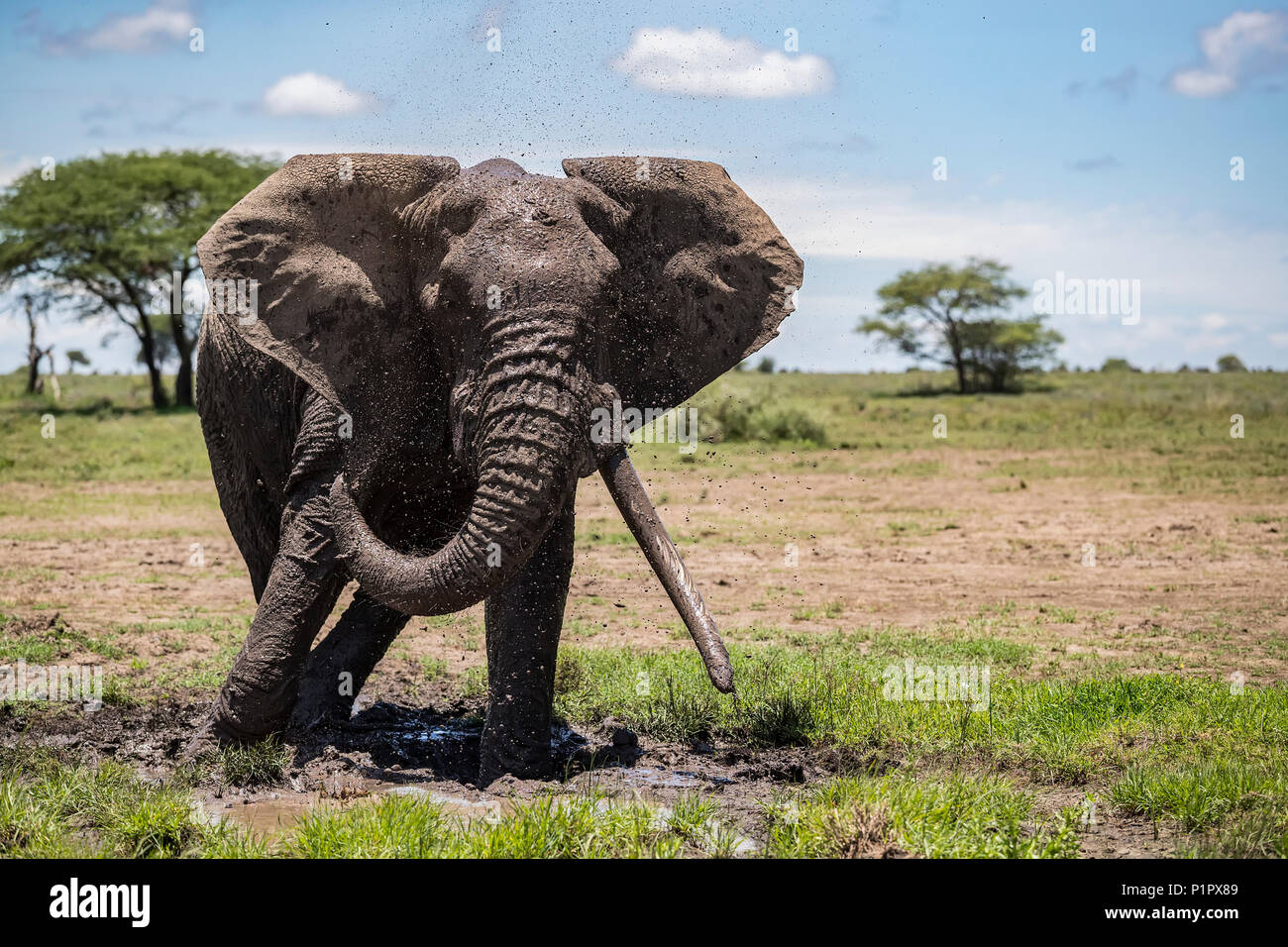 Elephant with dirty tusk hi-res stock photography and images - Alamy
