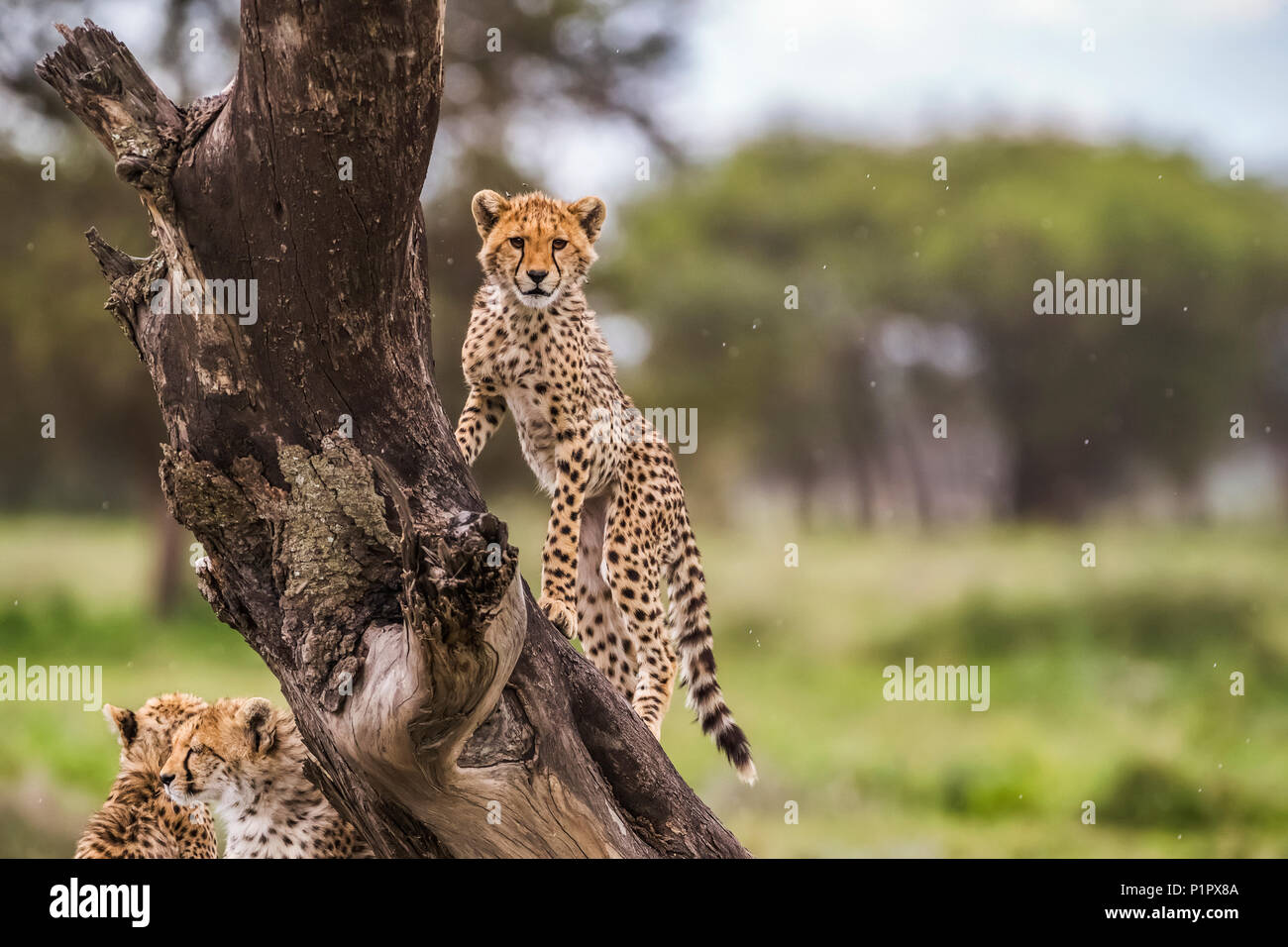 Cheetah climbing tree hi-res stock photography and images - Alamy