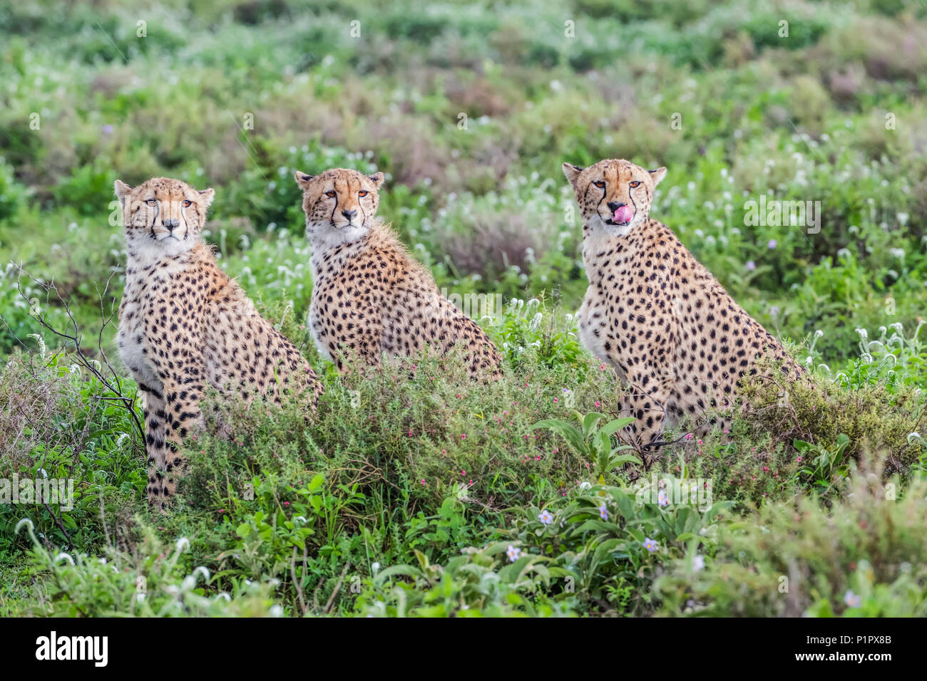 Three cheetahs hi-res stock photography and images - Alamy