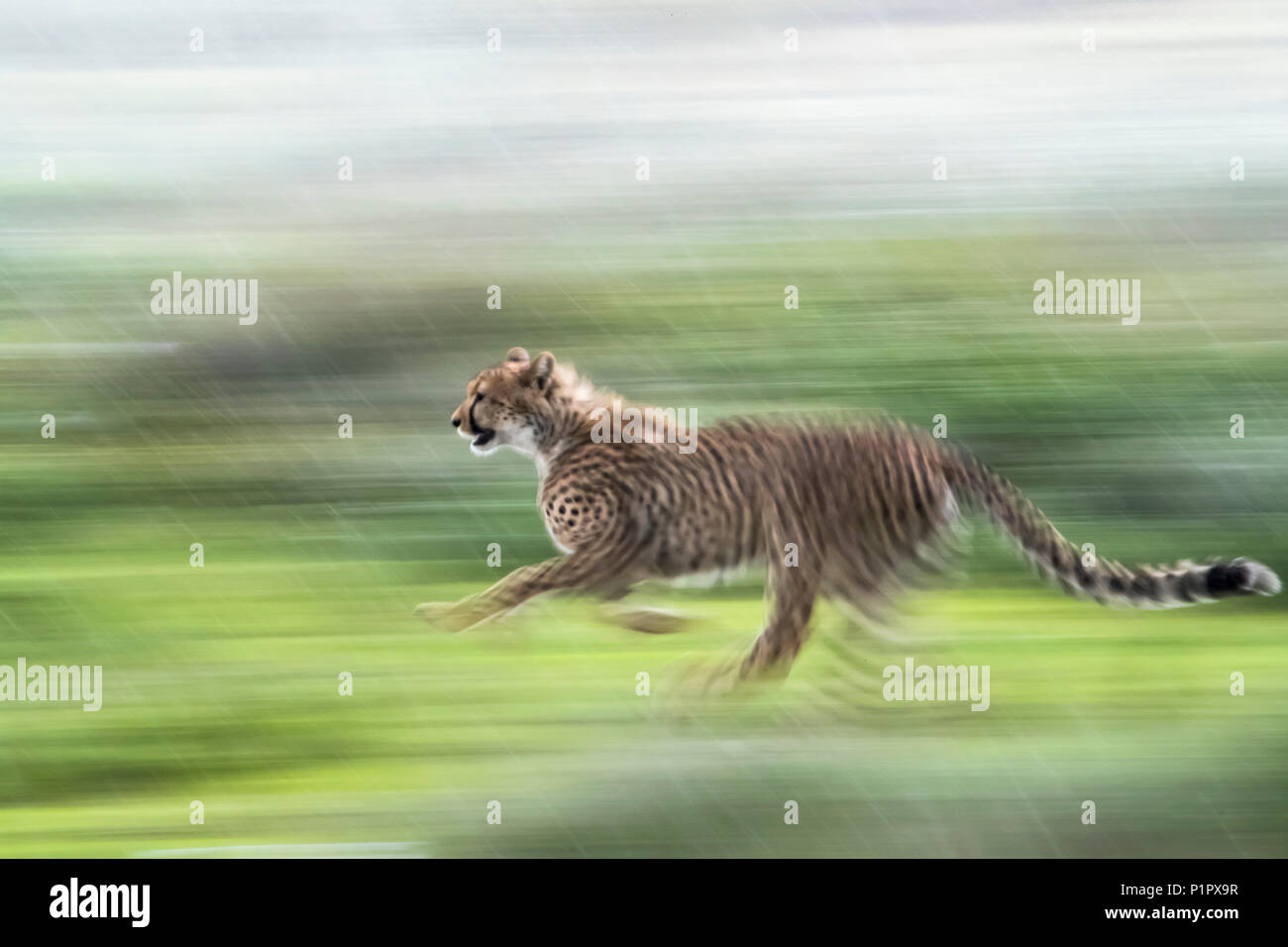 Cheetah (Acinonyx jubatus) running through the rain in a blurred ...