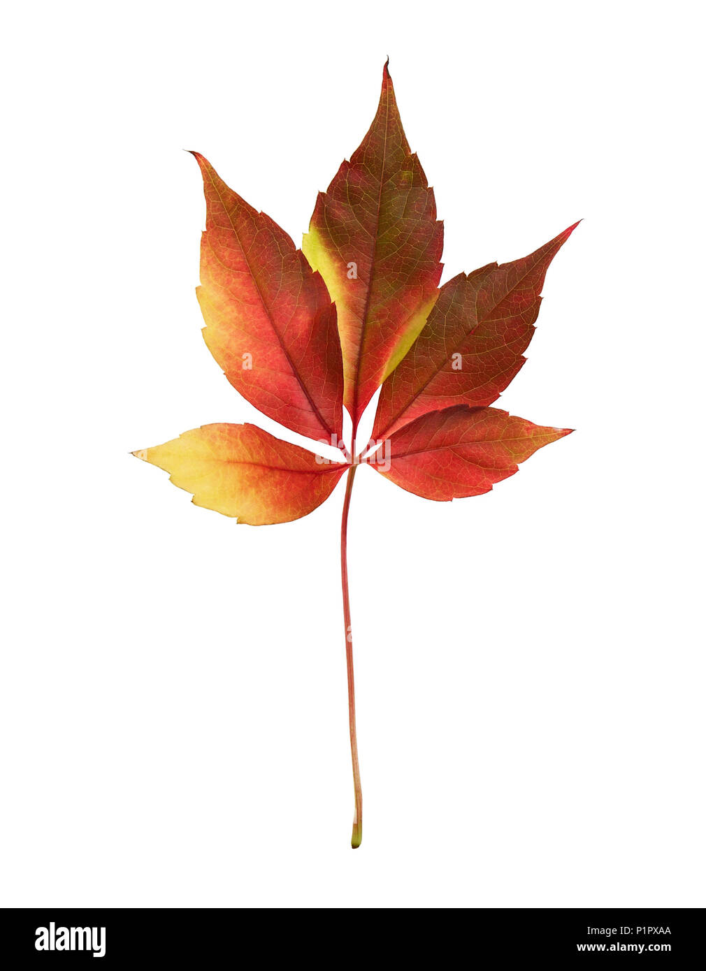 Single autumn leaf hi-res stock photography and images - Alamy