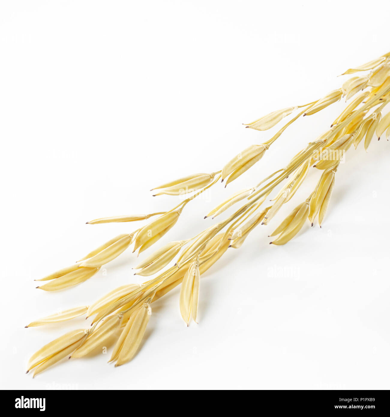 Sheaf close up hi-res stock photography and images - Alamy