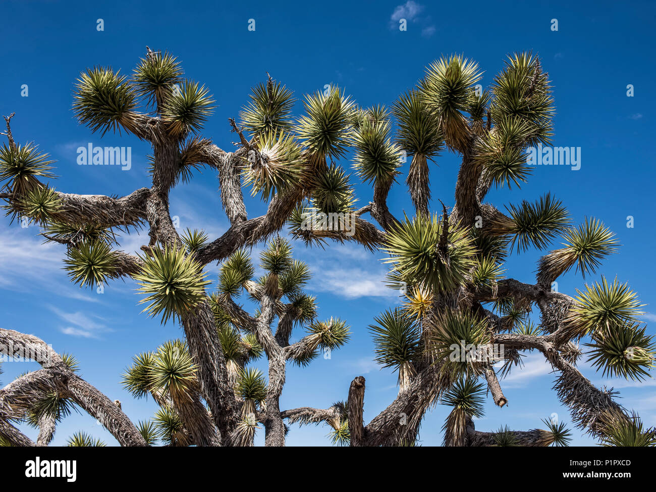 Yucca desert cactus hi-res stock photography and images - Alamy