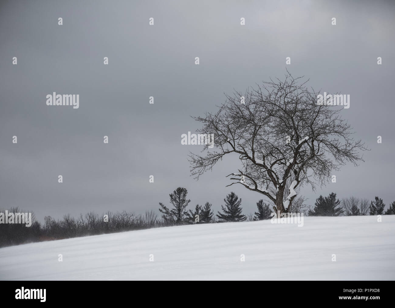 Bleak Landscape With Tree High Resolution Stock Photography and Images ...