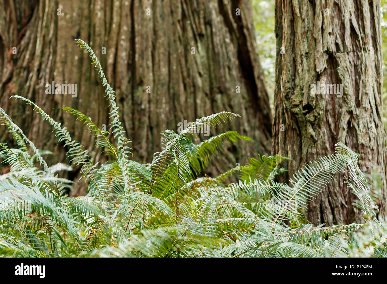 Grove close hi-res stock photography and images - Alamy