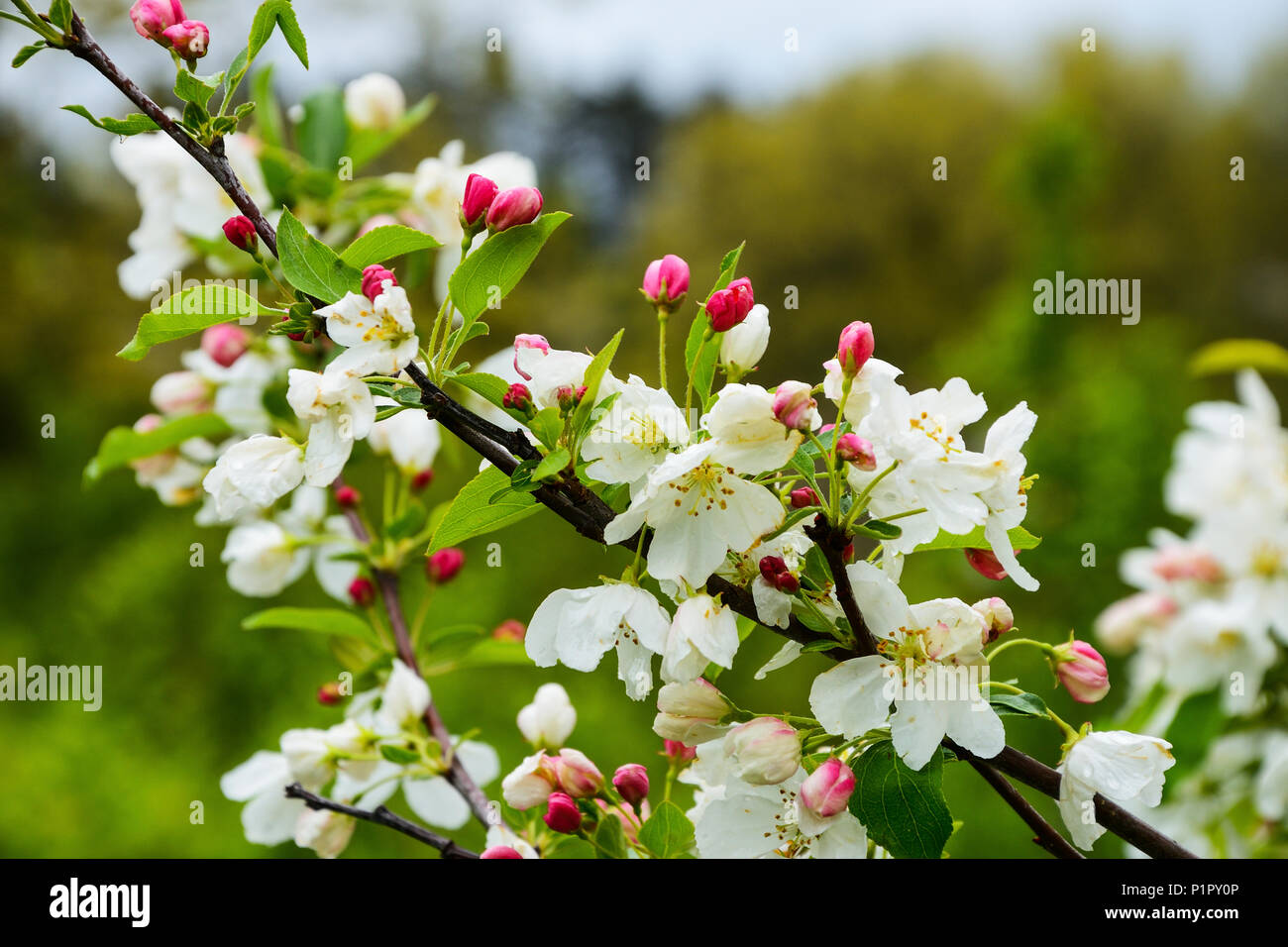 Crabapple tree blossoming; New York, United States of America Stock ...