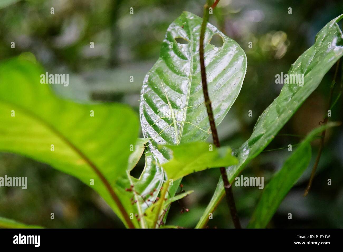 Green walking stick insect hiding on the green leaf Stock Photo - Alamy