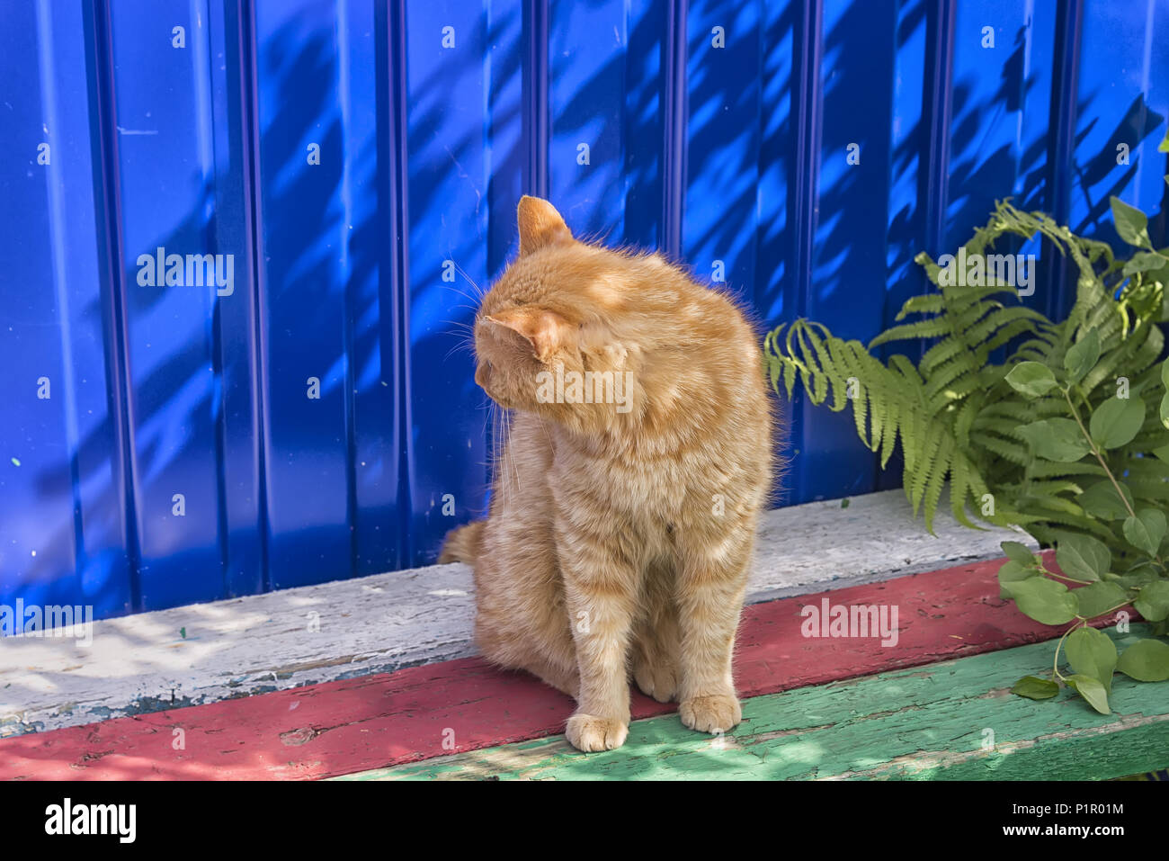 a homeless red cat sits on a blue fence background, a tired look of a ...