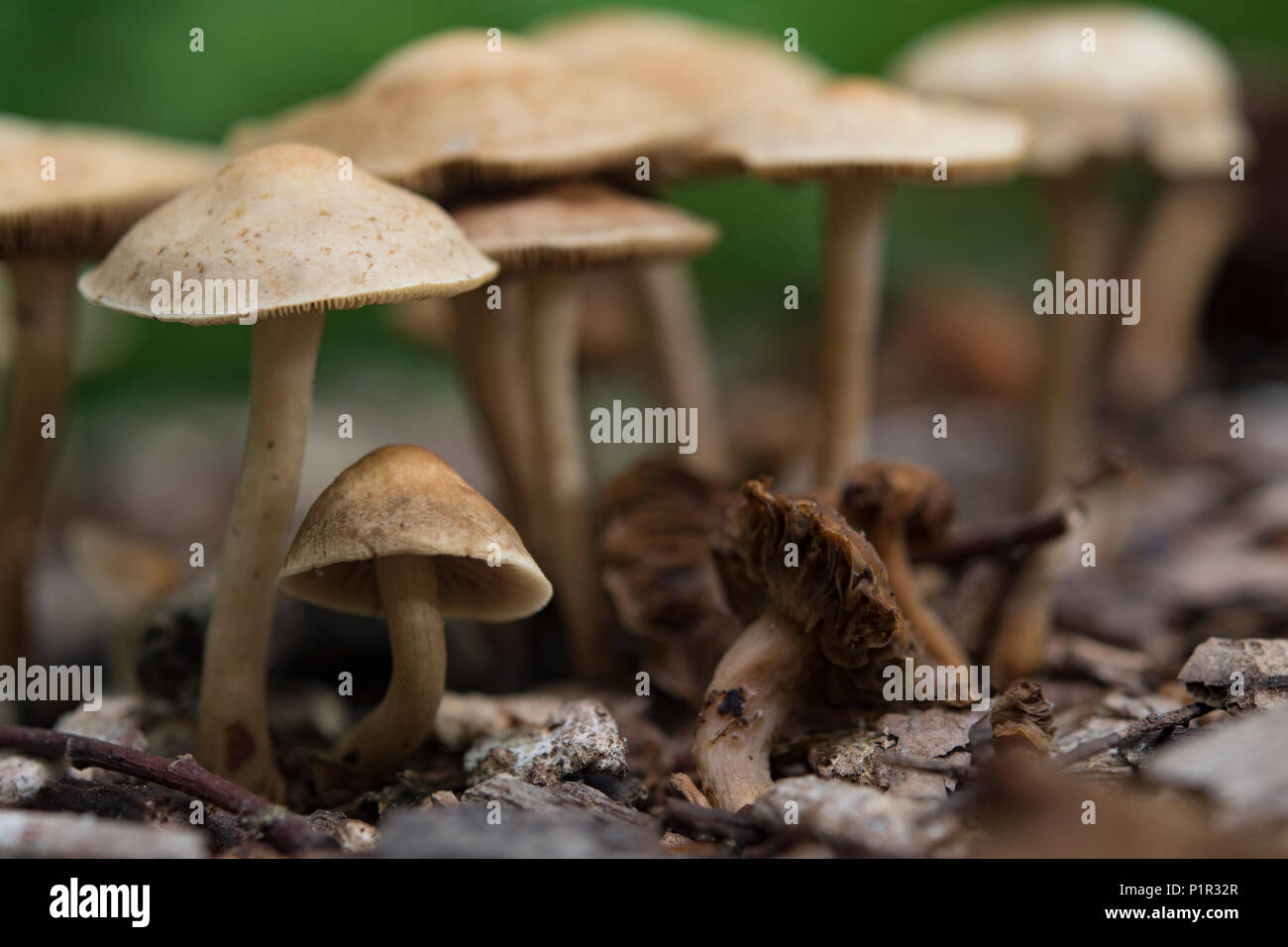 Fungi life hi-res stock photography and images - Alamy