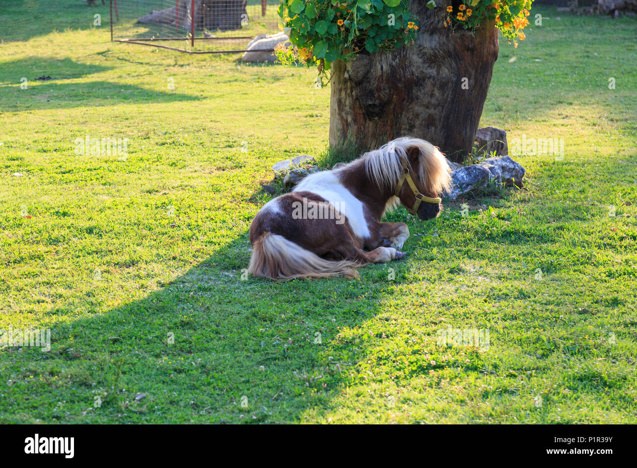 Horse standing under tree hi-res stock photography and images - Alamy