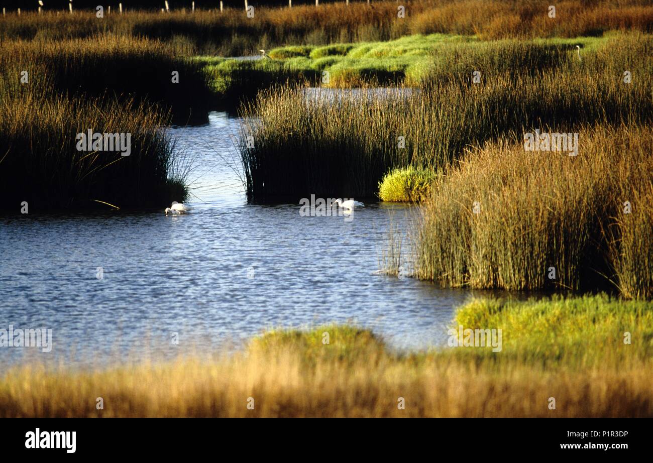 Parque Nacional de Doñana; swamps of "La Rocina Stock Photo - Alamy