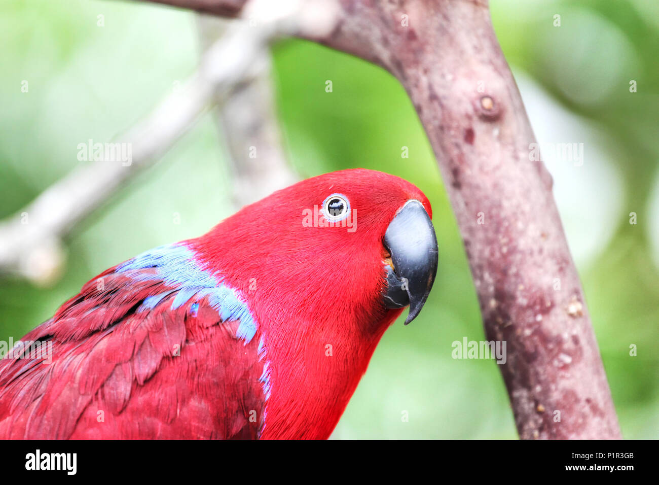 Female eclectus parrot hi-res stock photography and images - Alamy