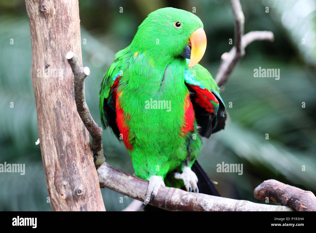 Green Male Eclectus Parrot Stock Photos & Green Male Eclectus Parrot ...
