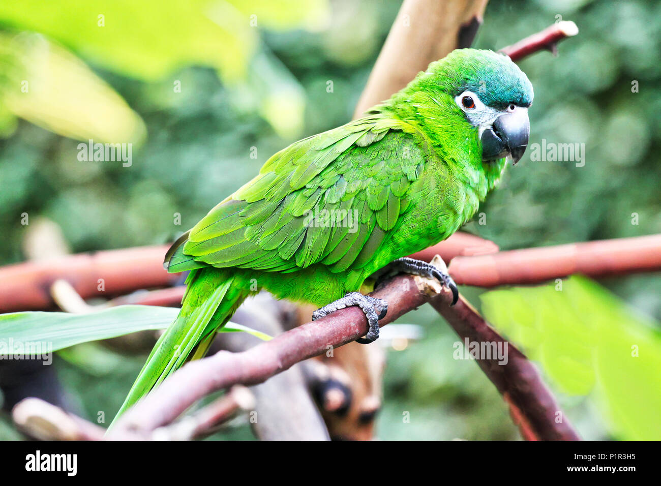 Parrot of trees hi-res stock photography and images - Alamy