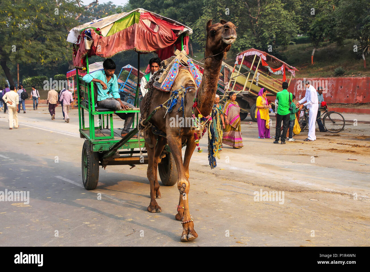 Men with camel hi-res stock photography and images - Alamy