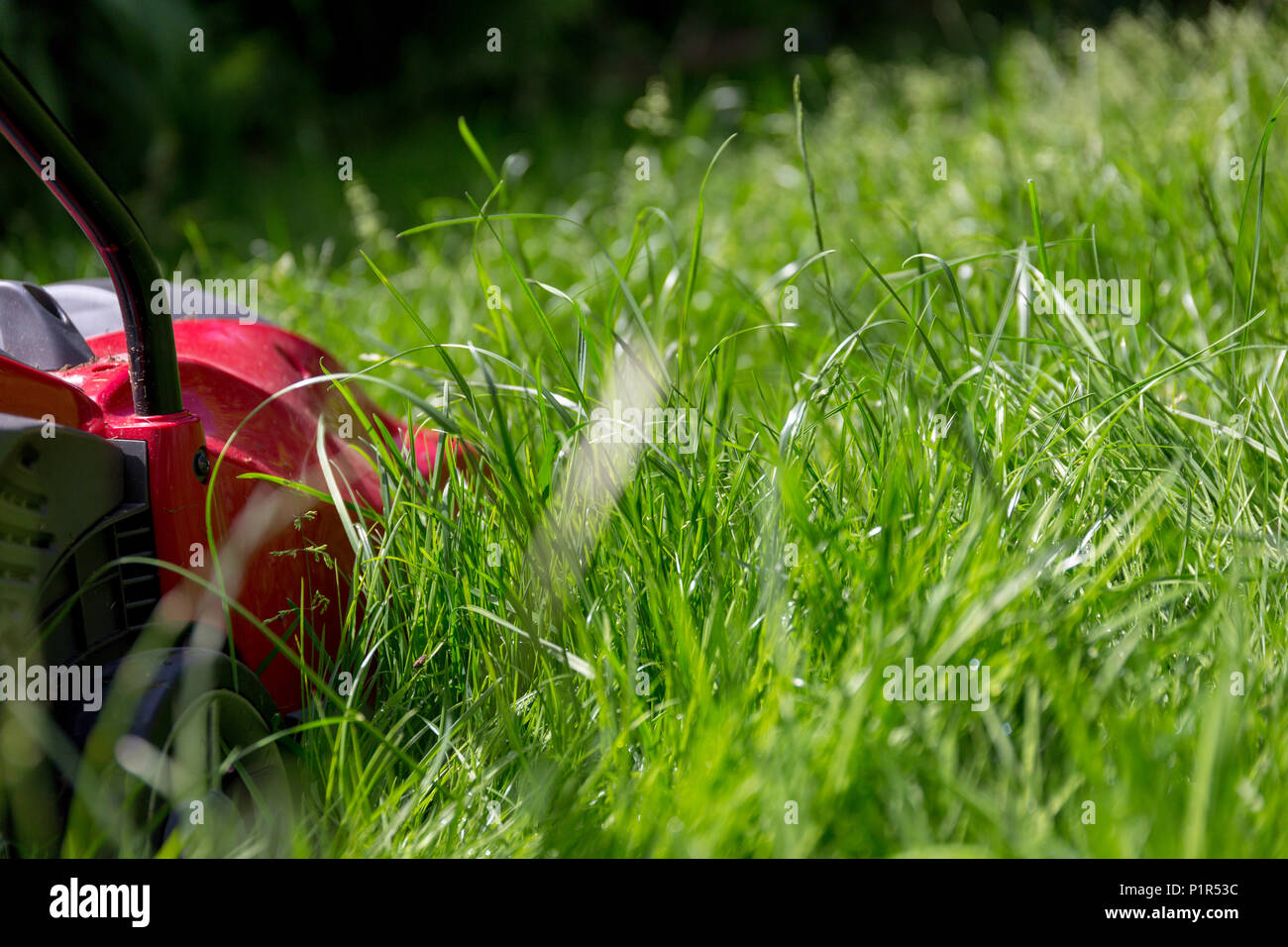 A close up image of a lawnmower on a lawn of long grass in need of ...