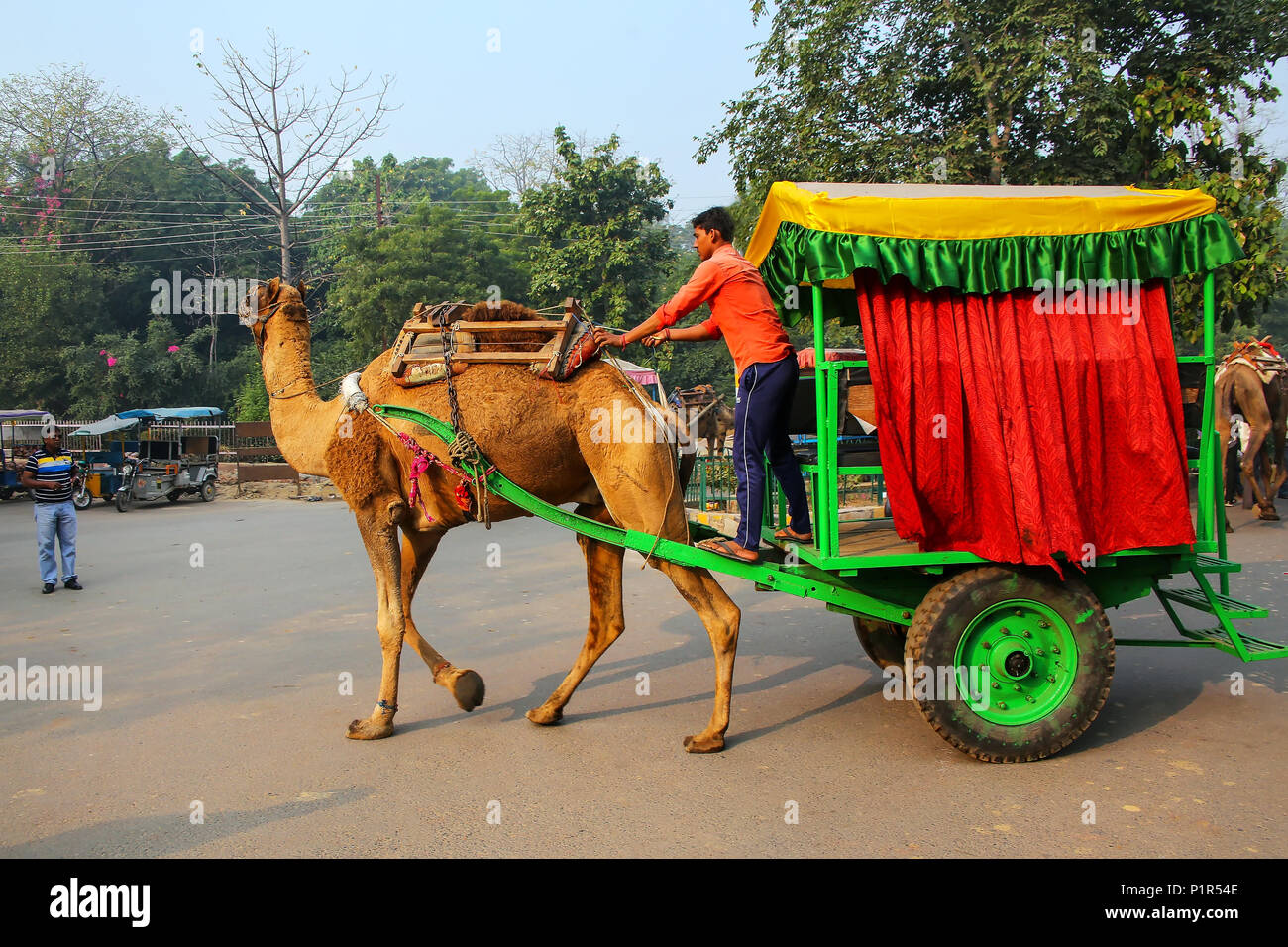 Man driving camel cart for tourists in Taj Ganj neighborhood of Agra ...