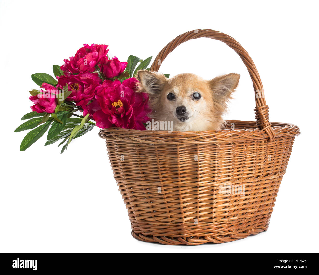 Chihuahua flower hi-res stock photography and images - Alamy