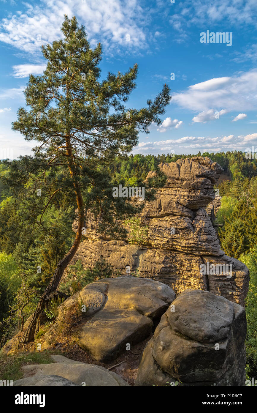 Tree growing on edge cliff hi-res stock photography and images - Alamy