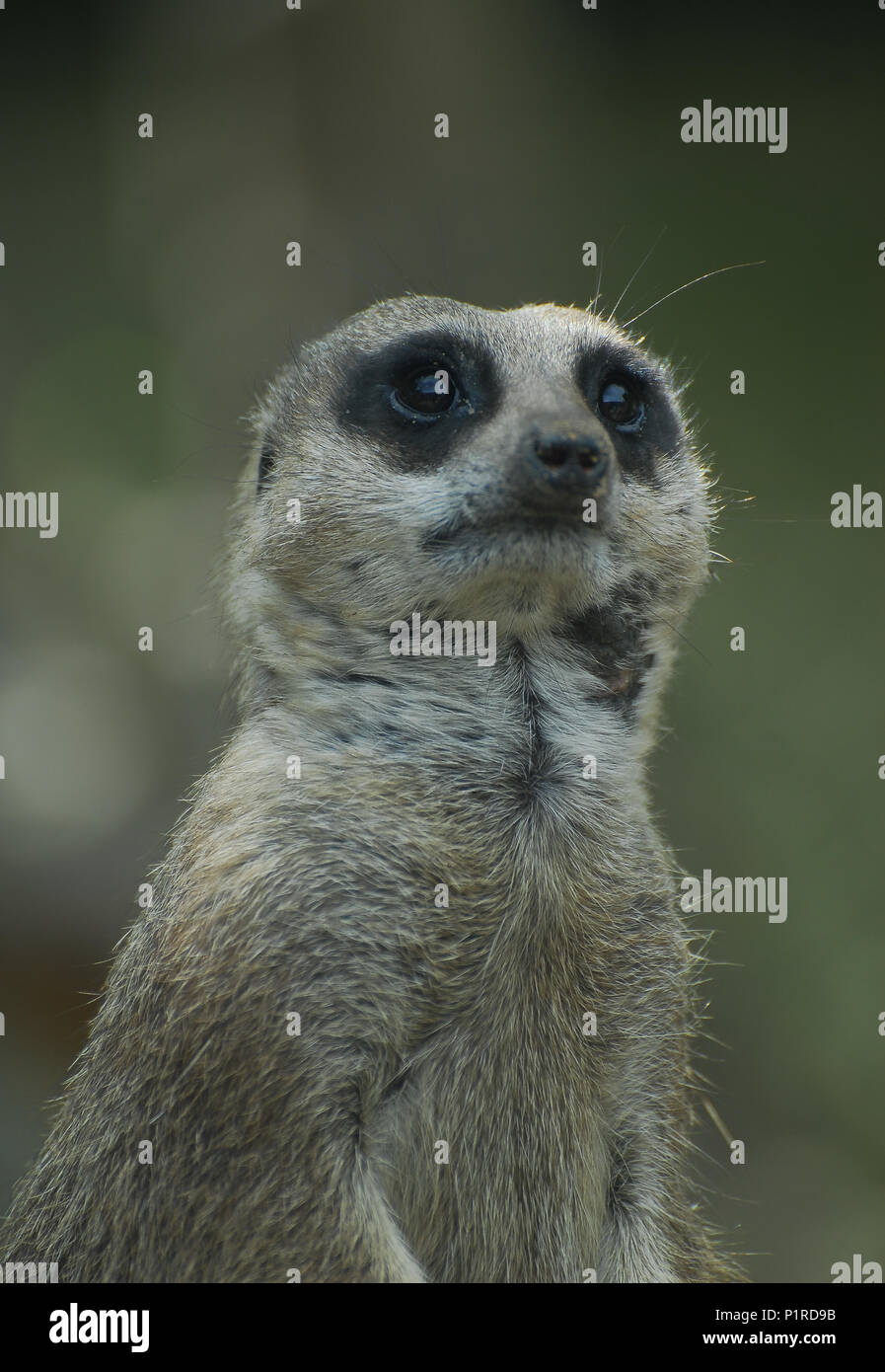 Meerkat paw hi-res stock photography and images - Alamy