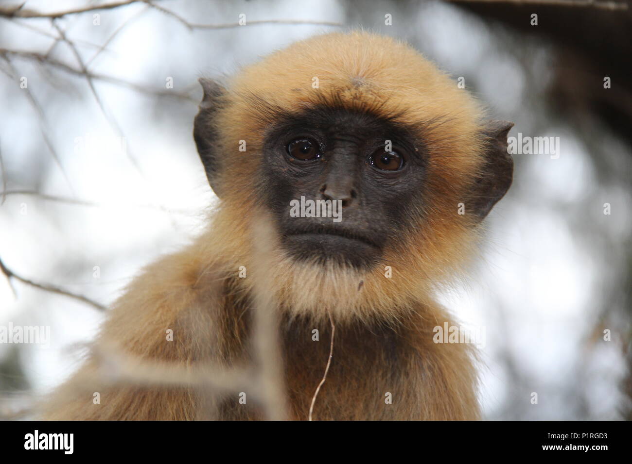 Old manali hi-res stock photography and images - Alamy