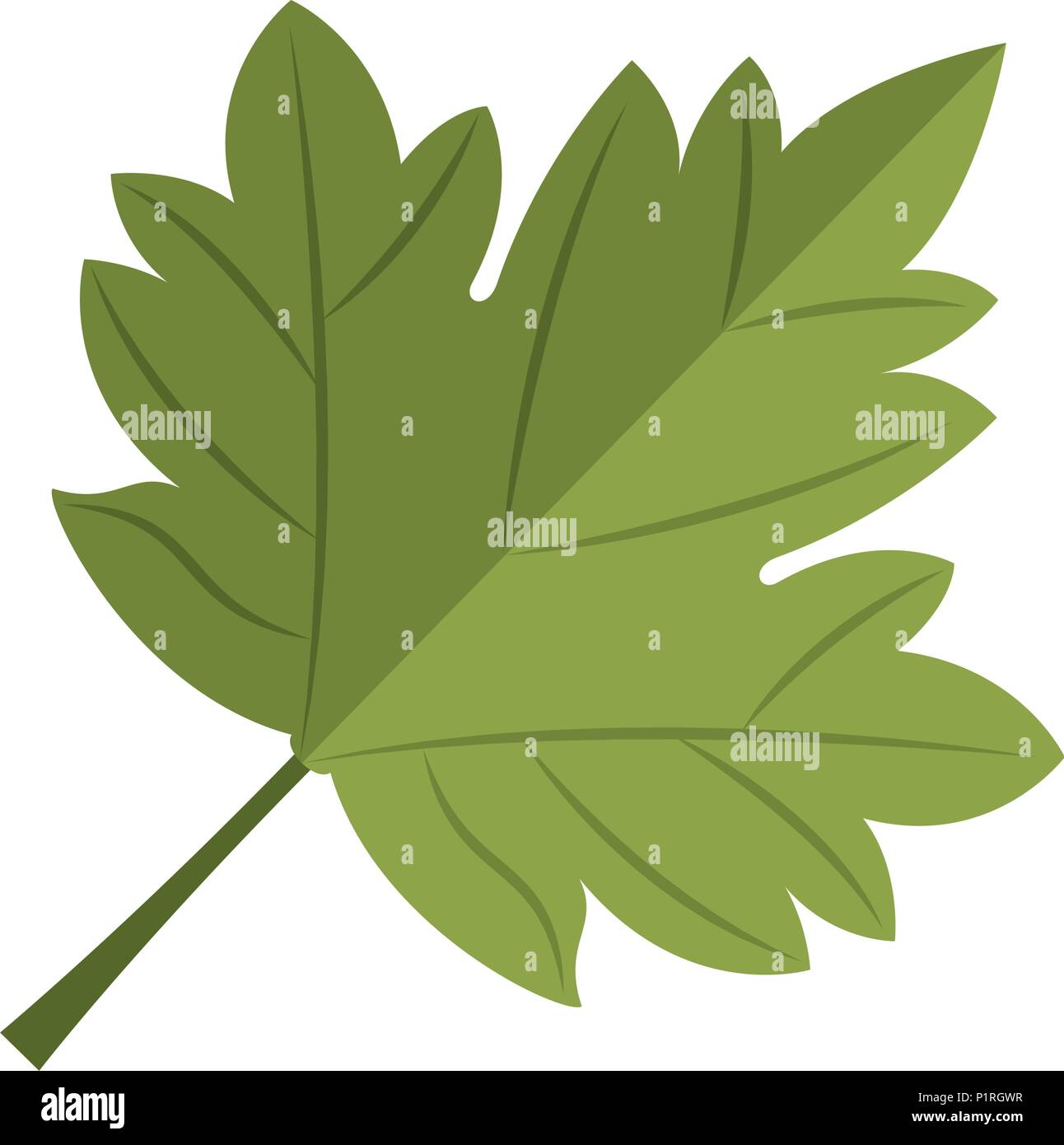 maple leaf emblem icon vector illustration design Stock Vector Image ...