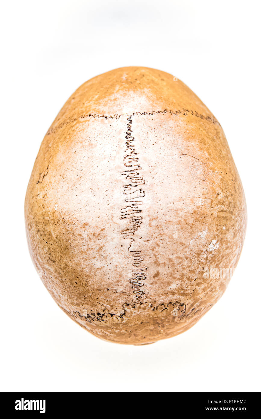 Virtual reality Human skull isolated on white background Stock Photo ...