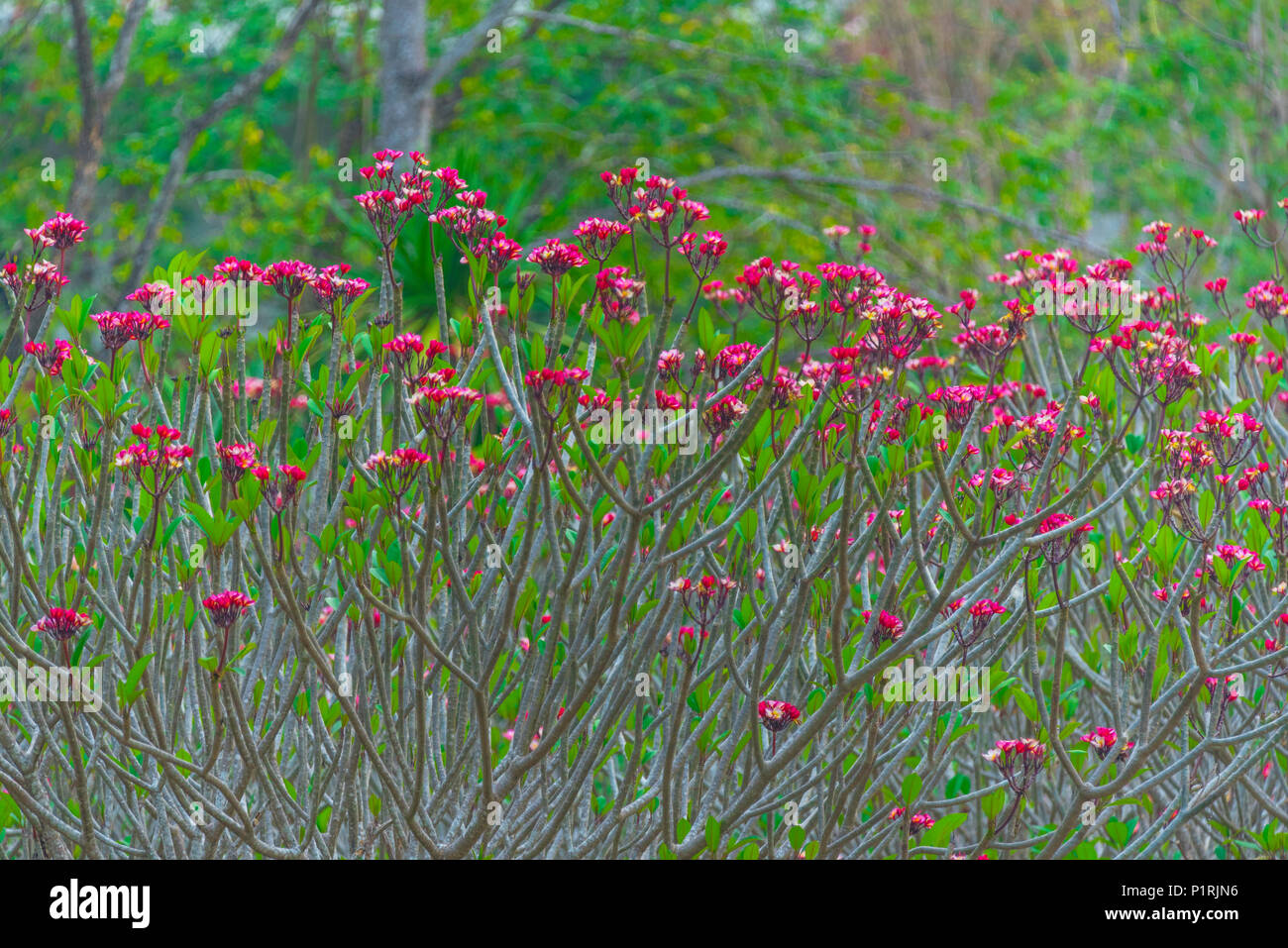 colorful flower on tropical tree in Thailand, natural scene in Asia ...