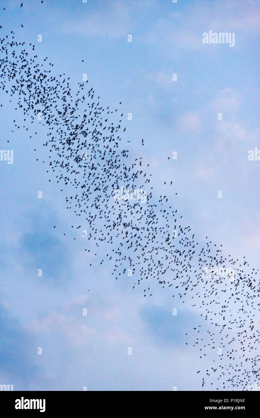 Lots of bats in tree hi-res stock photography and images - Alamy