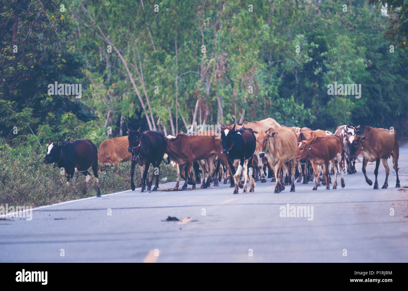cattle cow on the road Stock Photo - Alamy