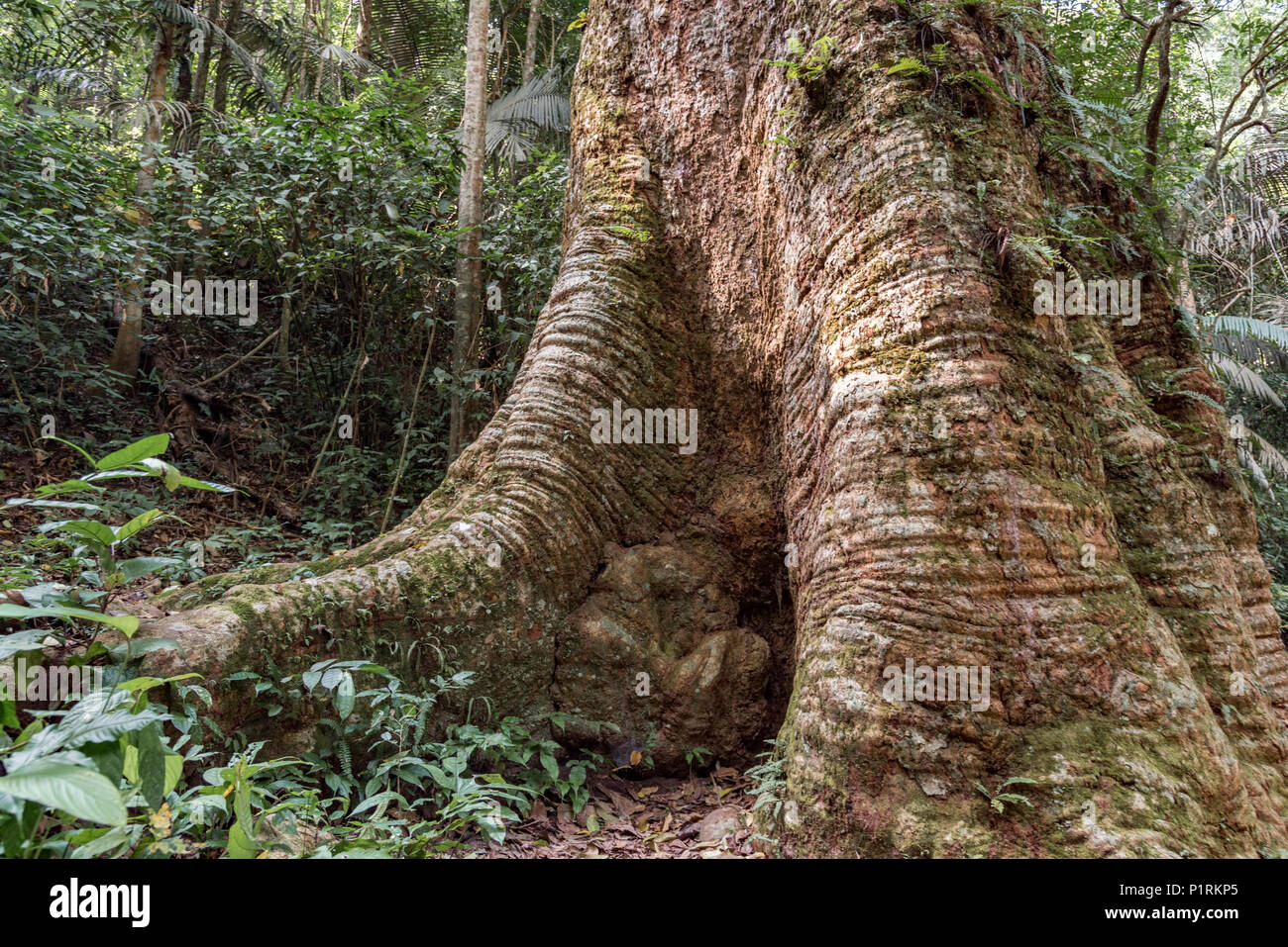 Big tree in tropical forest in Thailand national park Stock Photo - Alamy