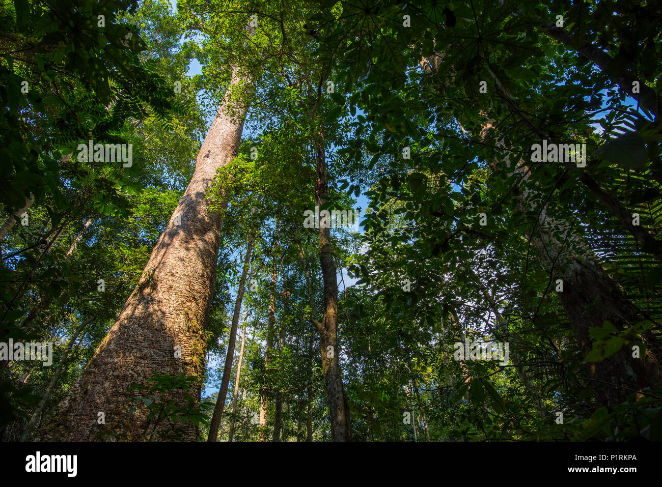 Big tree in tropical forest in Thailand national park Stock Photo - Alamy