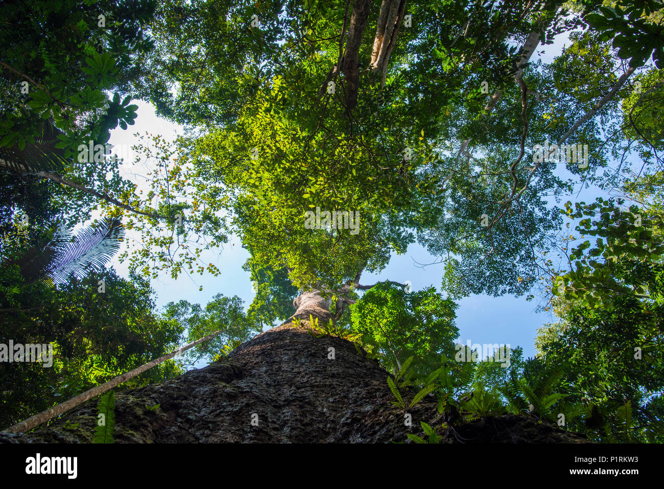 Big tree in tropical forest in Thailand national park Stock Photo - Alamy