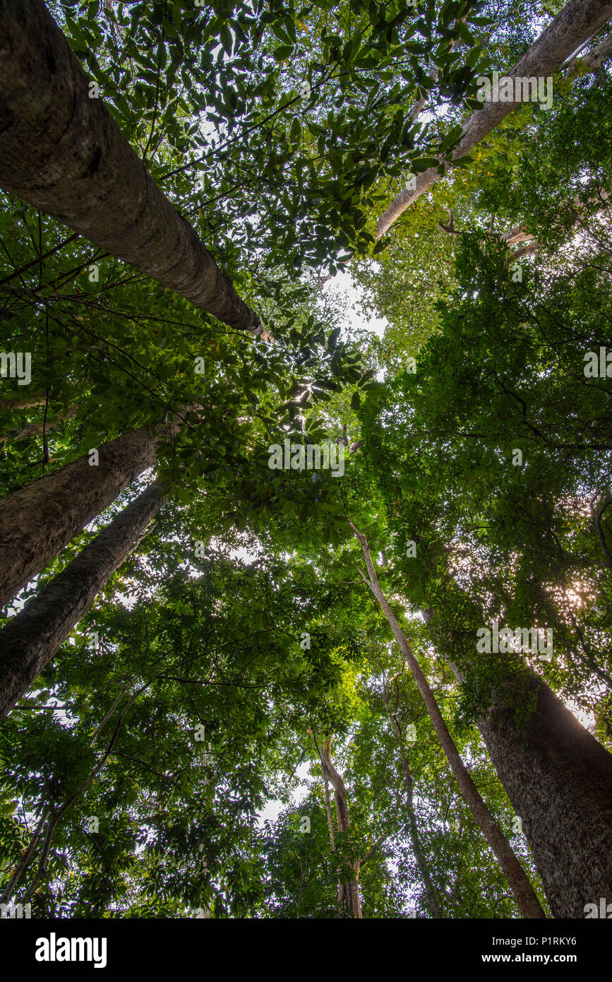 Big tree in tropical forest in Thailand national park Stock Photo - Alamy